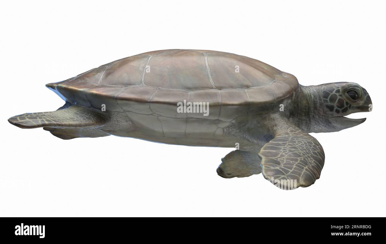 Sea Turtle Internal Anatomy