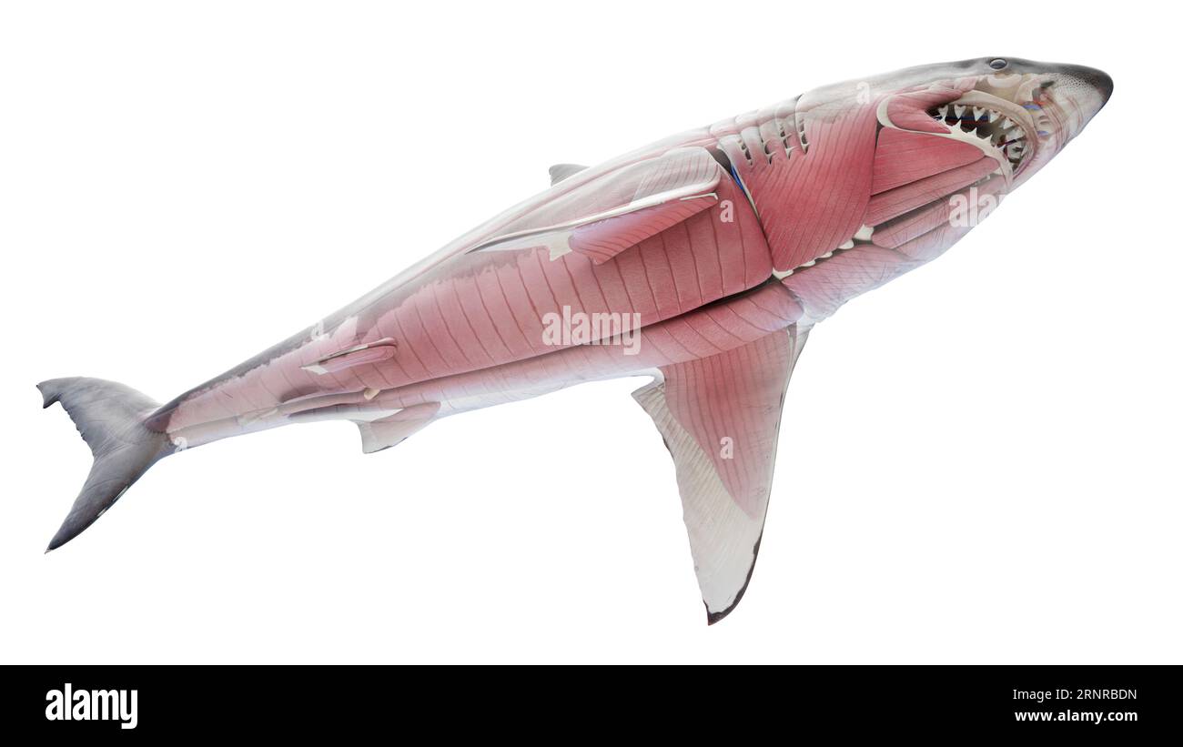 Shark's muscular system, illustration Stock Photo - Alamy