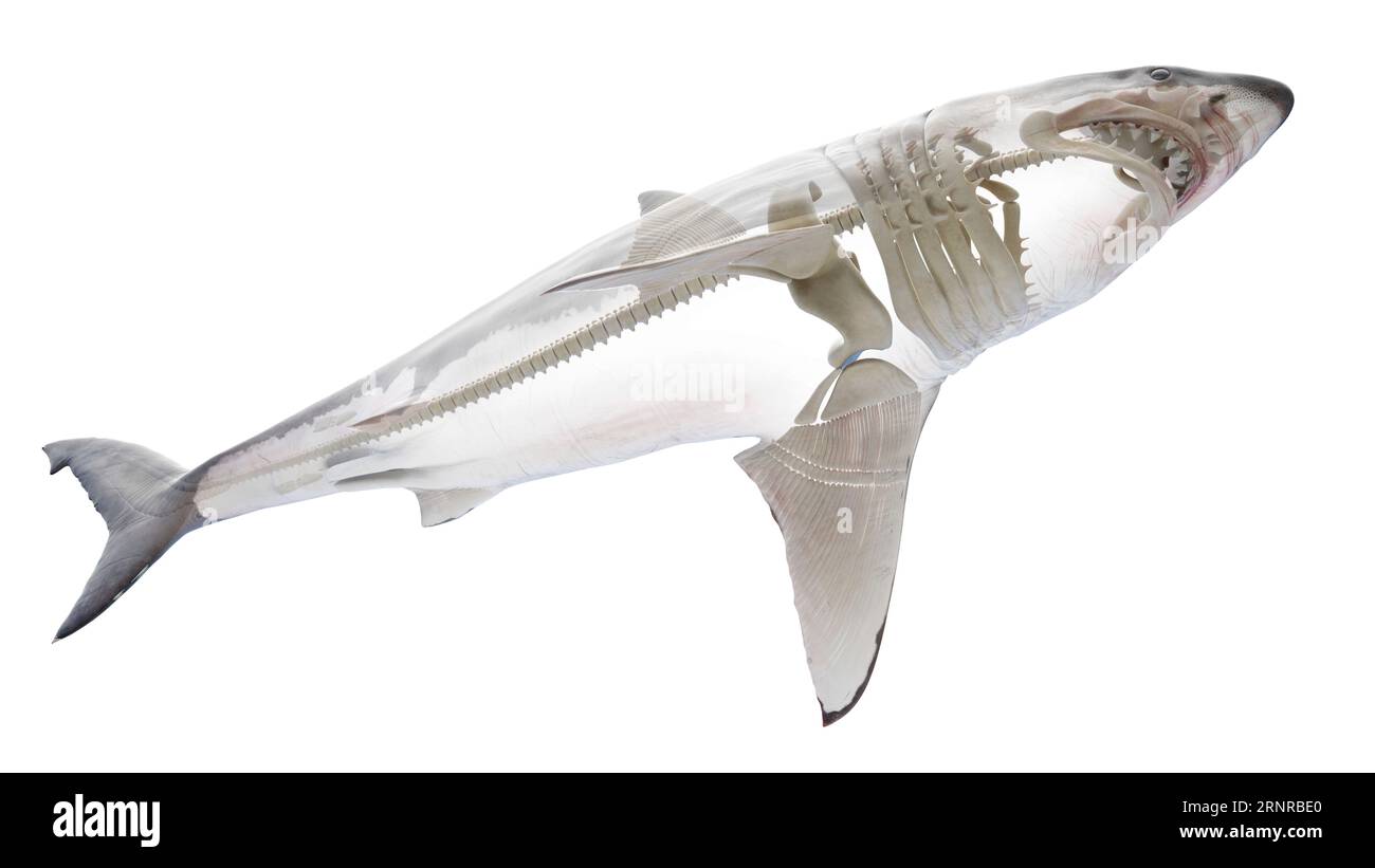 Shark's skeletal system, illustration Stock Photo - Alamy
