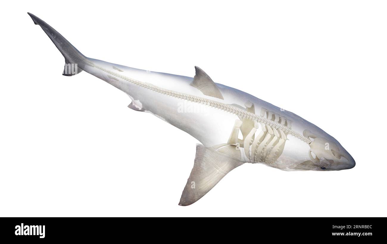 Shark's skeleton, illustration Stock Photo - Alamy