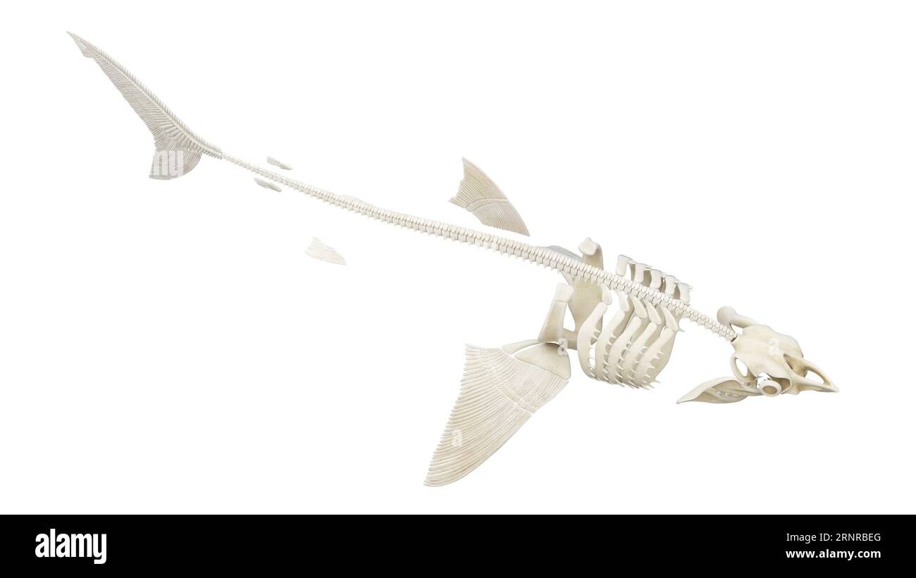 Shark skeleton spine hi-res stock photography and images - Alamy