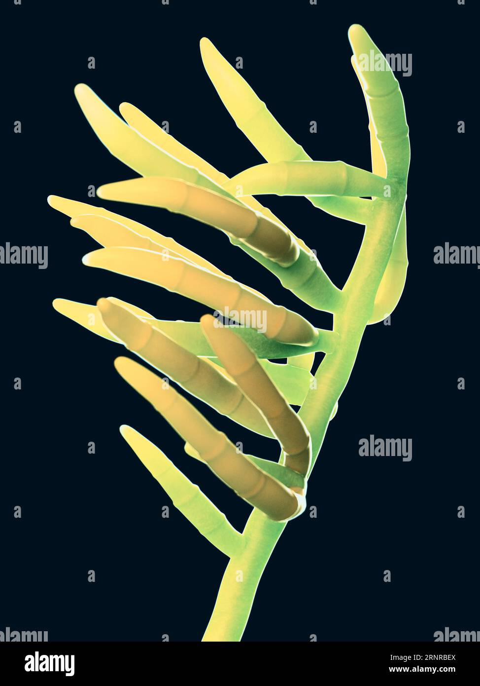 Fusarium fungus, illustration Stock Photo - Alamy