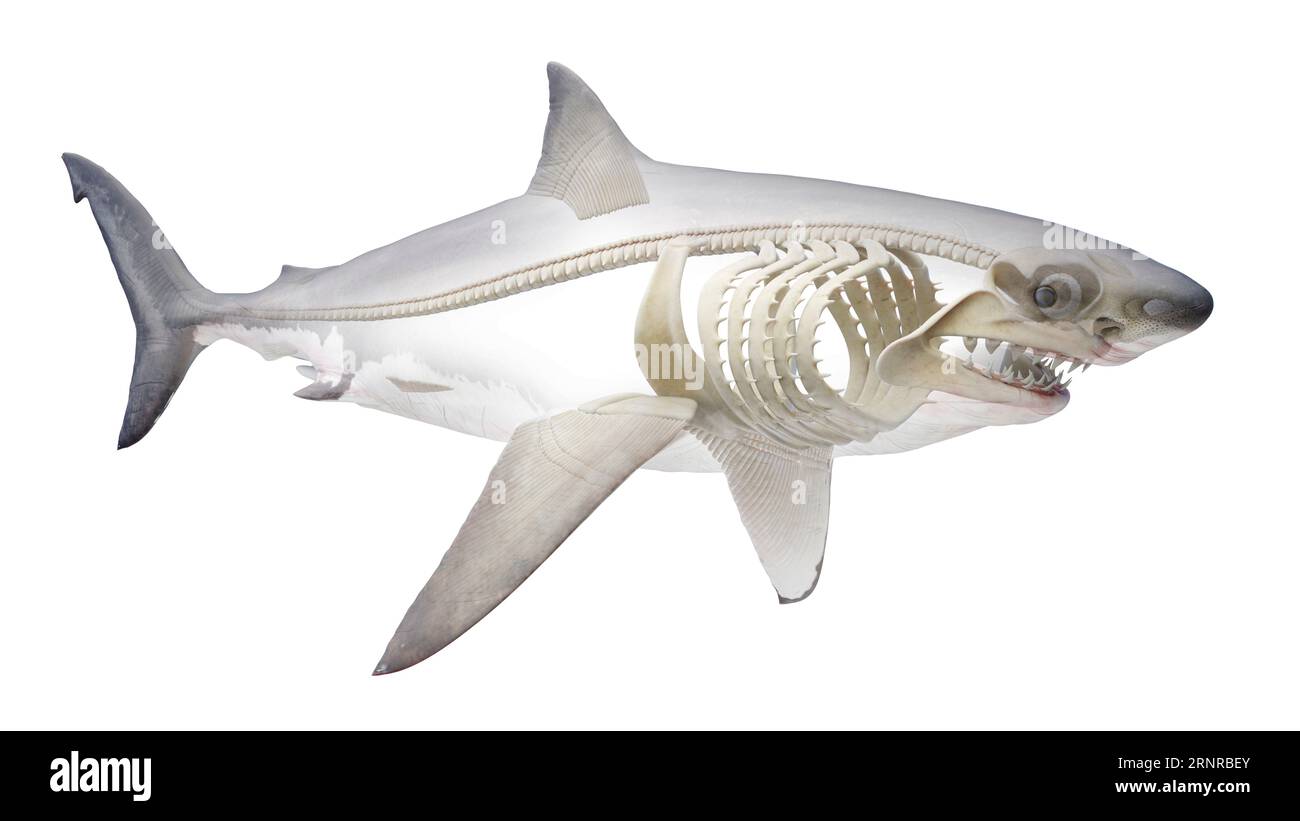 Shark's skeletal system, illustration Stock Photo - Alamy