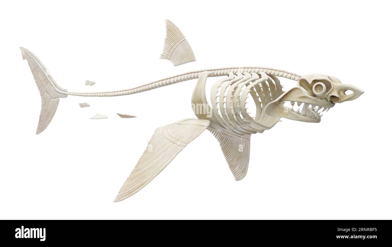 Shark skeleton Cut Out Stock Images & Pictures - Alamy