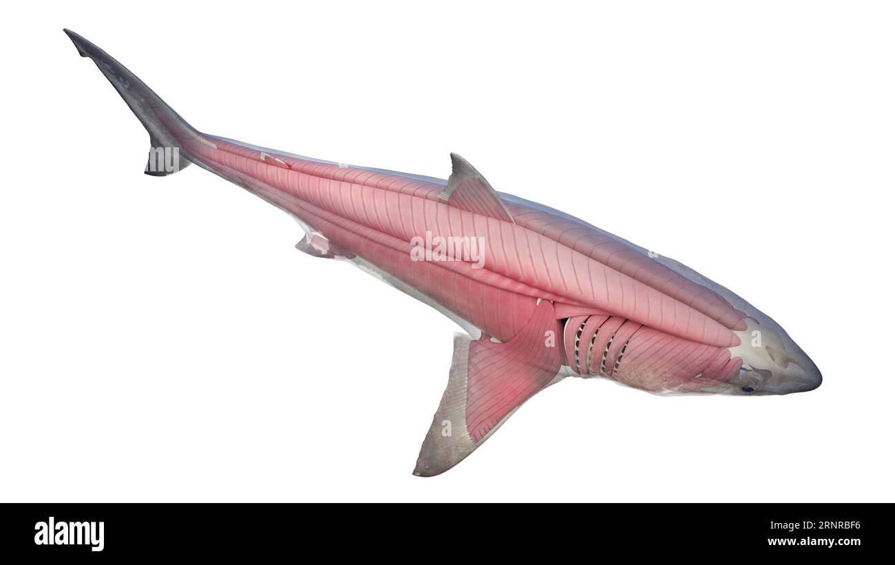 Great White Shark Internal Anatomy