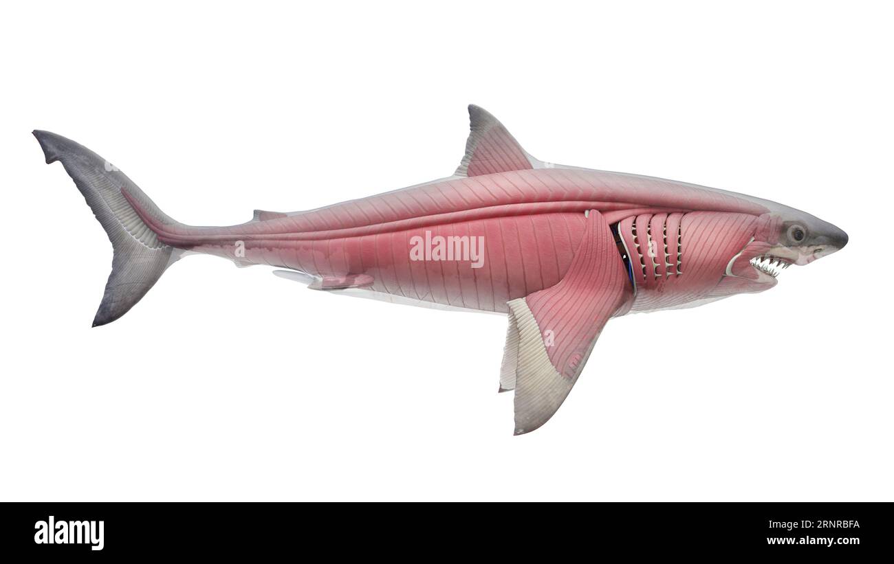 Shark's muscular system, illustration Stock Photo - Alamy