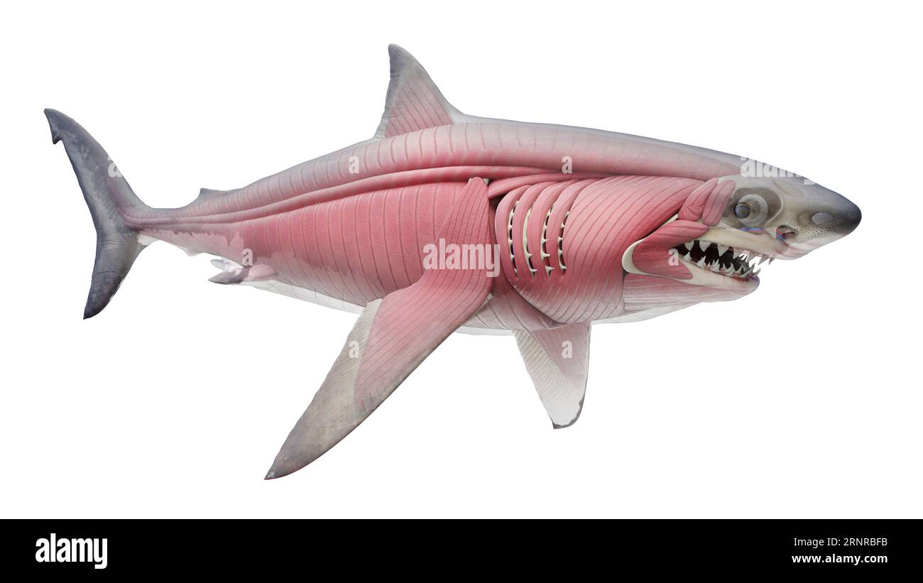 Great White Shark Internal Anatomy