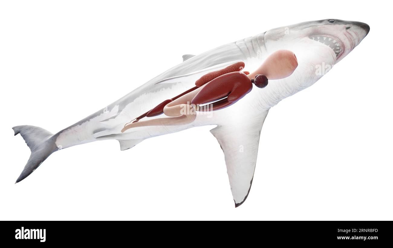 Shark's internal organs, illustration Stock Photo - Alamy