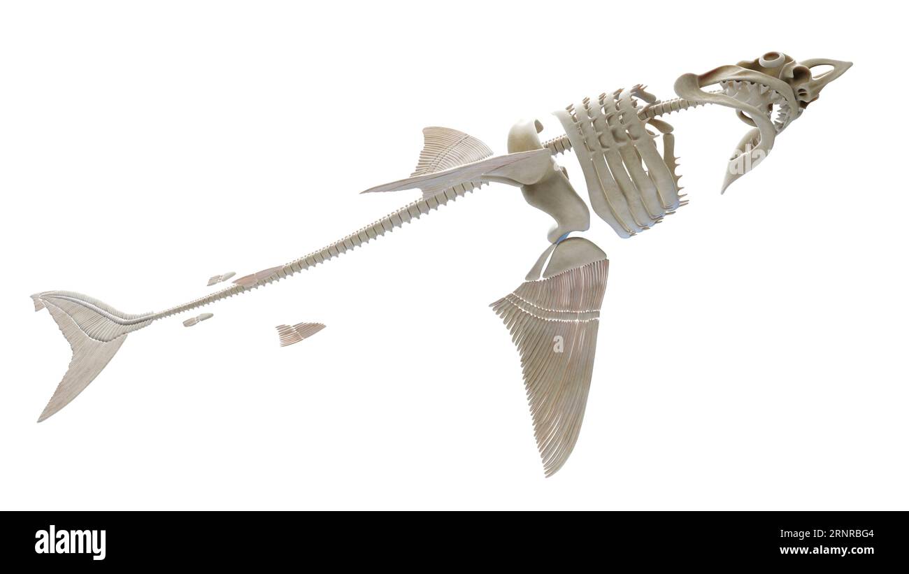 Shark's skeleton, illustration Stock Photo - Alamy