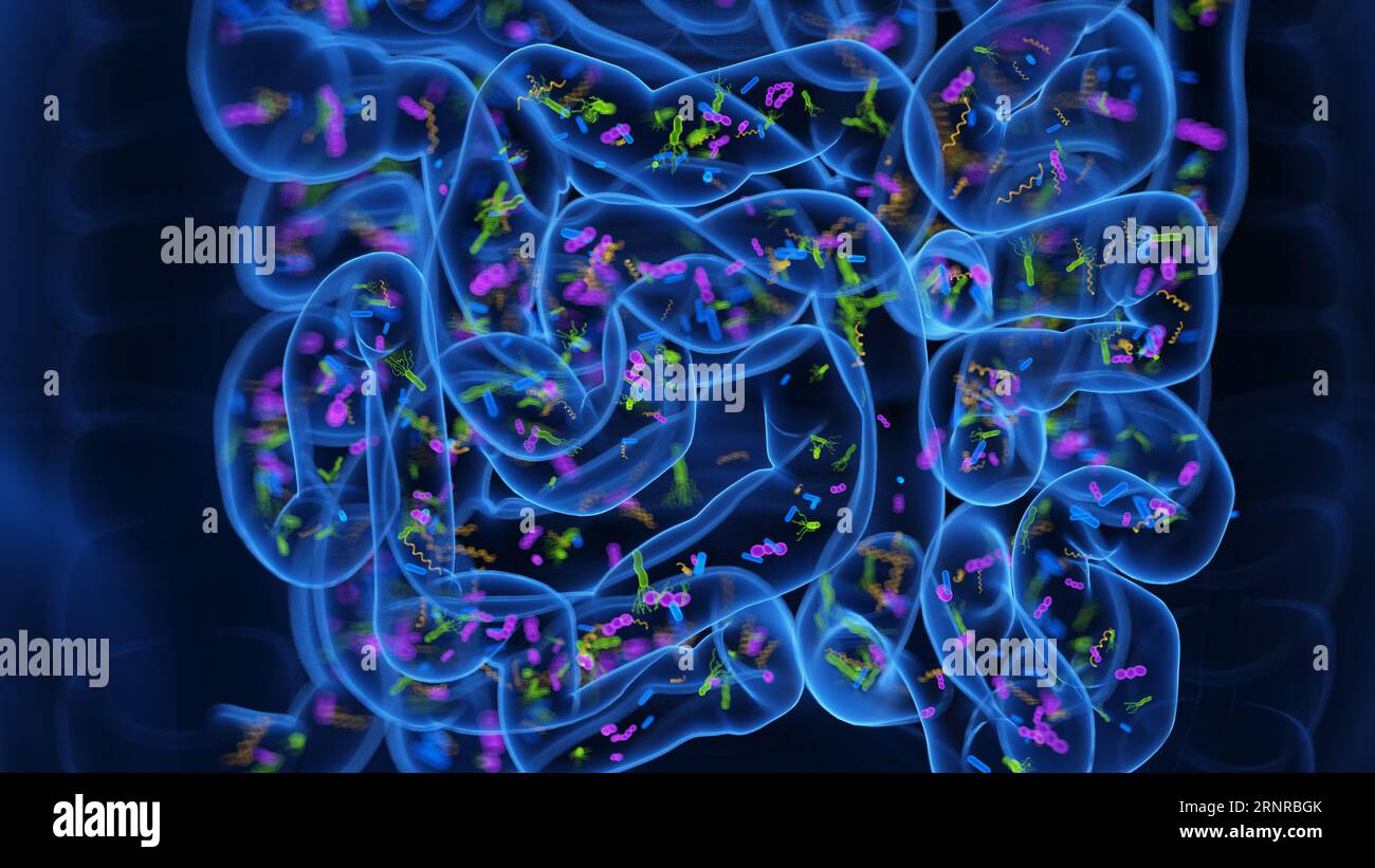 Microbiome of the small intestine, illustration Stock Photo - Alamy