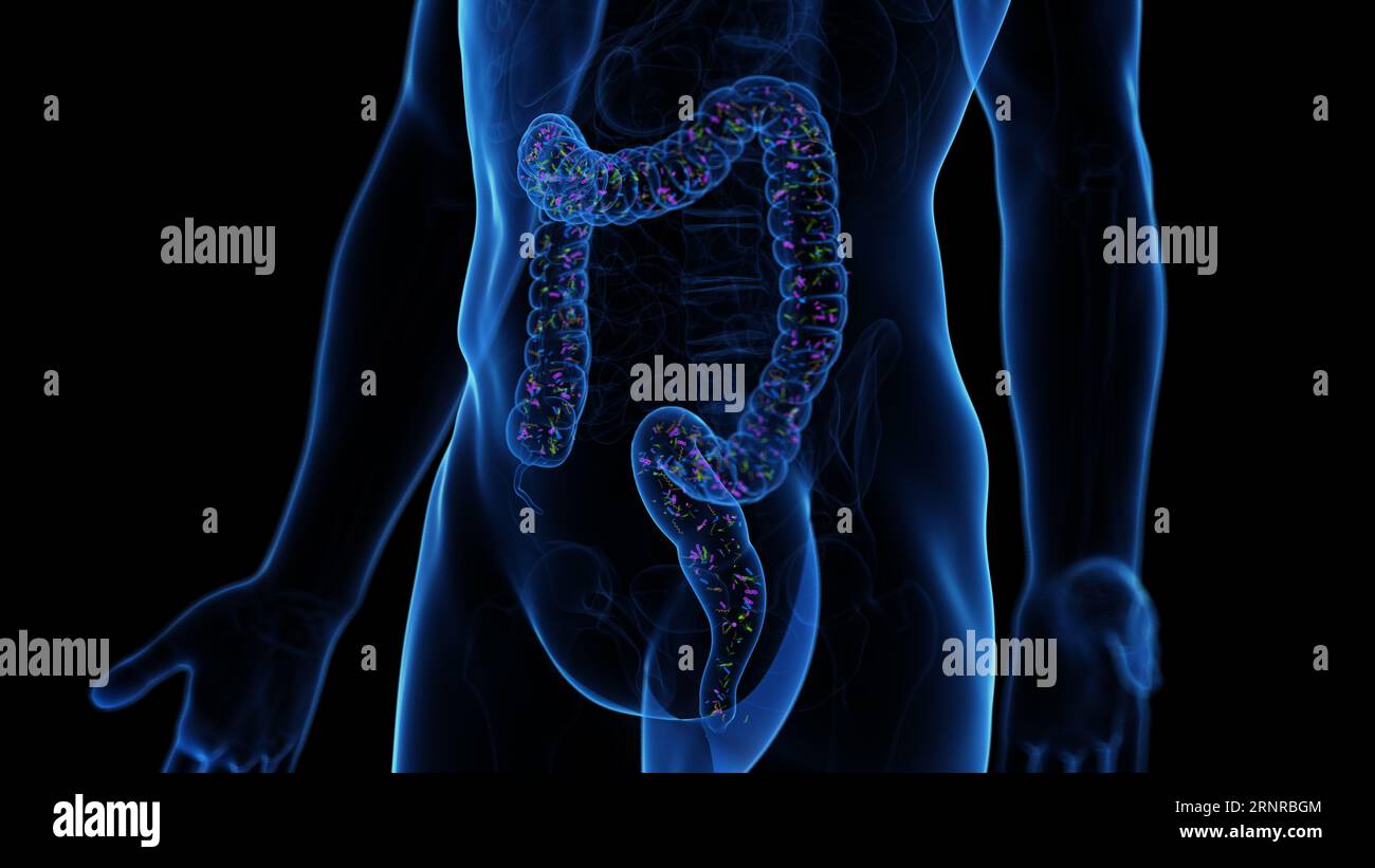 Microbiome of the colon, illustration Stock Photo - Alamy