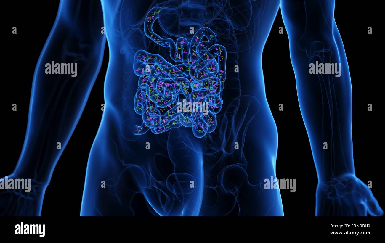 Microbiome of the small intestine, illustration Stock Photo - Alamy