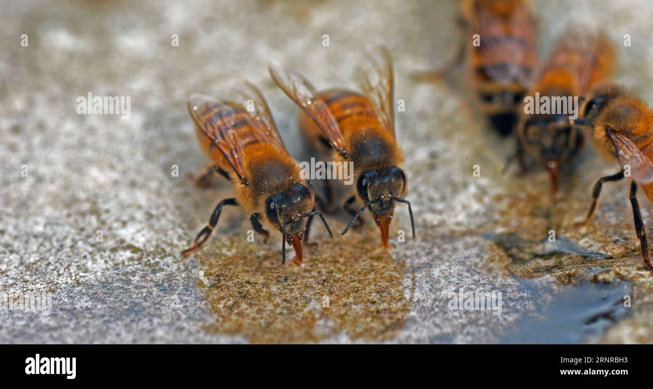 European Honey Bee, apis mellifera, Bees drinking Water on a Stone ...
