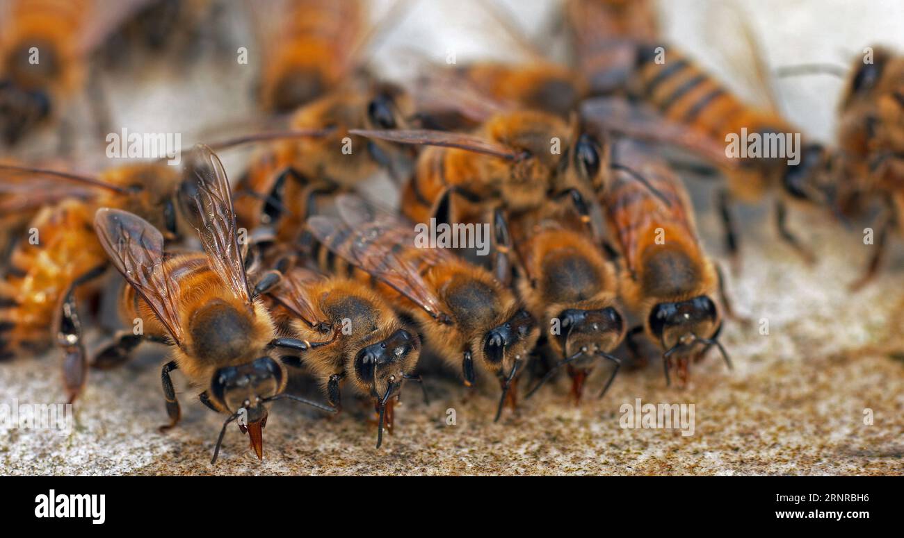 European Honey Bee, apis mellifera, Bees drinking Water on a Stone ...