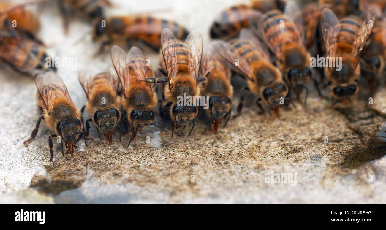 European Honey Bee, apis mellifera, Bees drinking Water on a Stone ...
