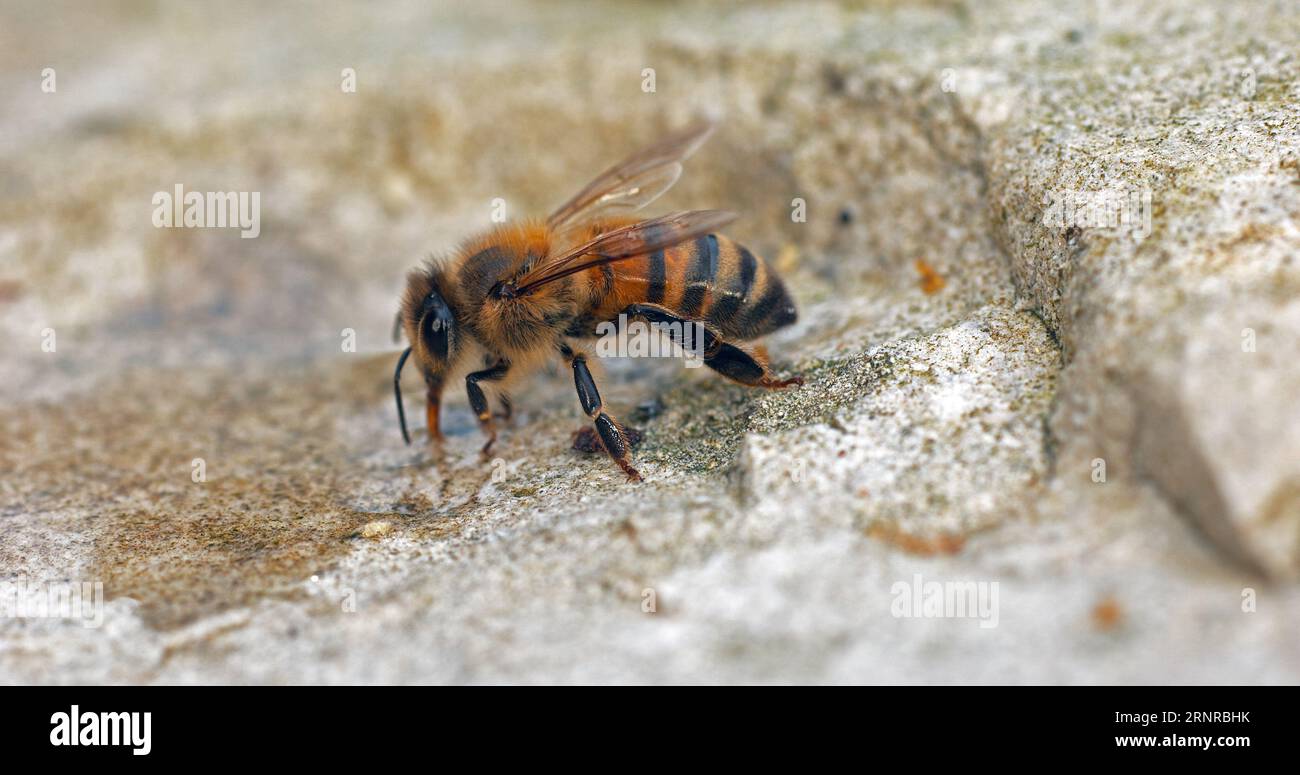 European Honey Bee, apis mellifera, Bee drinking Water on a Stone ...