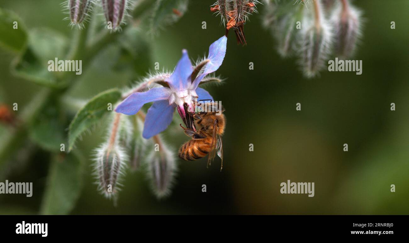 European Honey Bee, apis mellifera, Bee Booting a Borage Flower ...