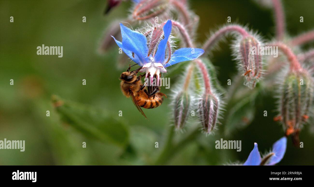 European Honey Bee, apis mellifera, Bee Booting a Borage Flower ...