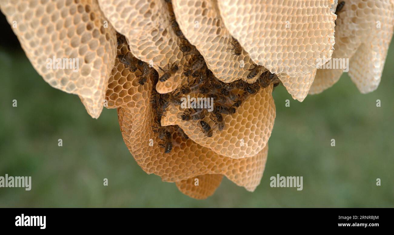 European Honey Bee, apis mellifera, Black Bees on a wild Ray, Alveolus ...