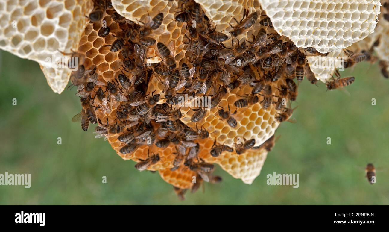 European Honey Bee, apis mellifera, Black Bees on a wild Ray, Alveolus ...