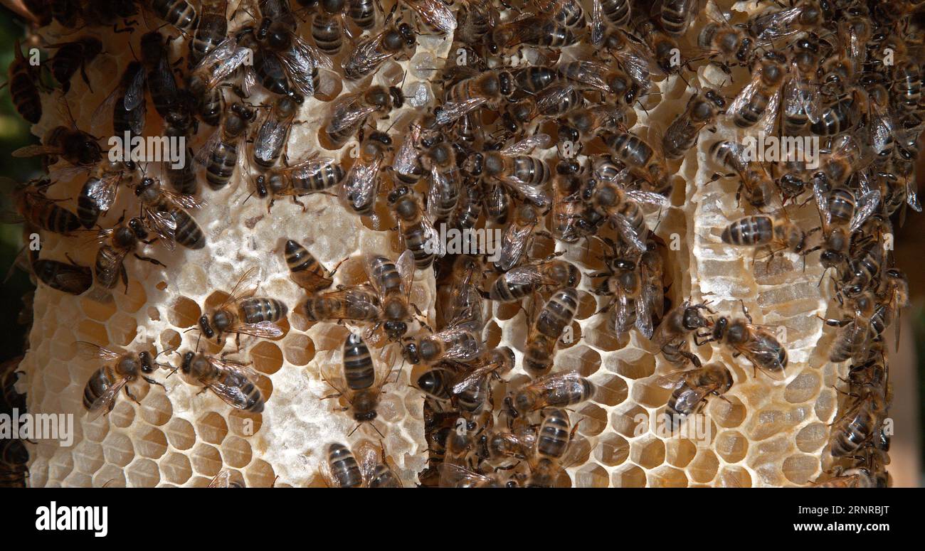 European Honey Bee, apis mellifera, Black Bees on a wild Ray, Alveolus ...