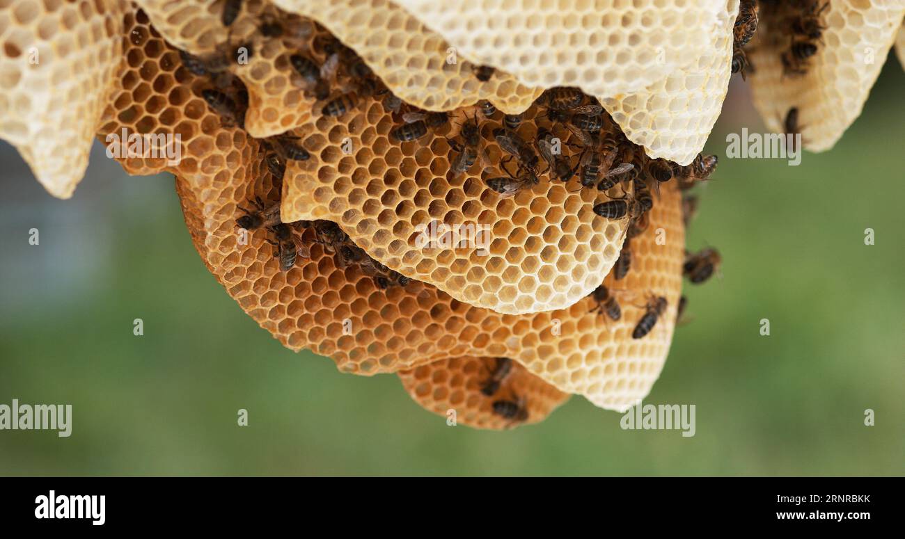 |European Honey Bee, apis mellifera, Black Bees on a wild Ray, Bee Hive ...