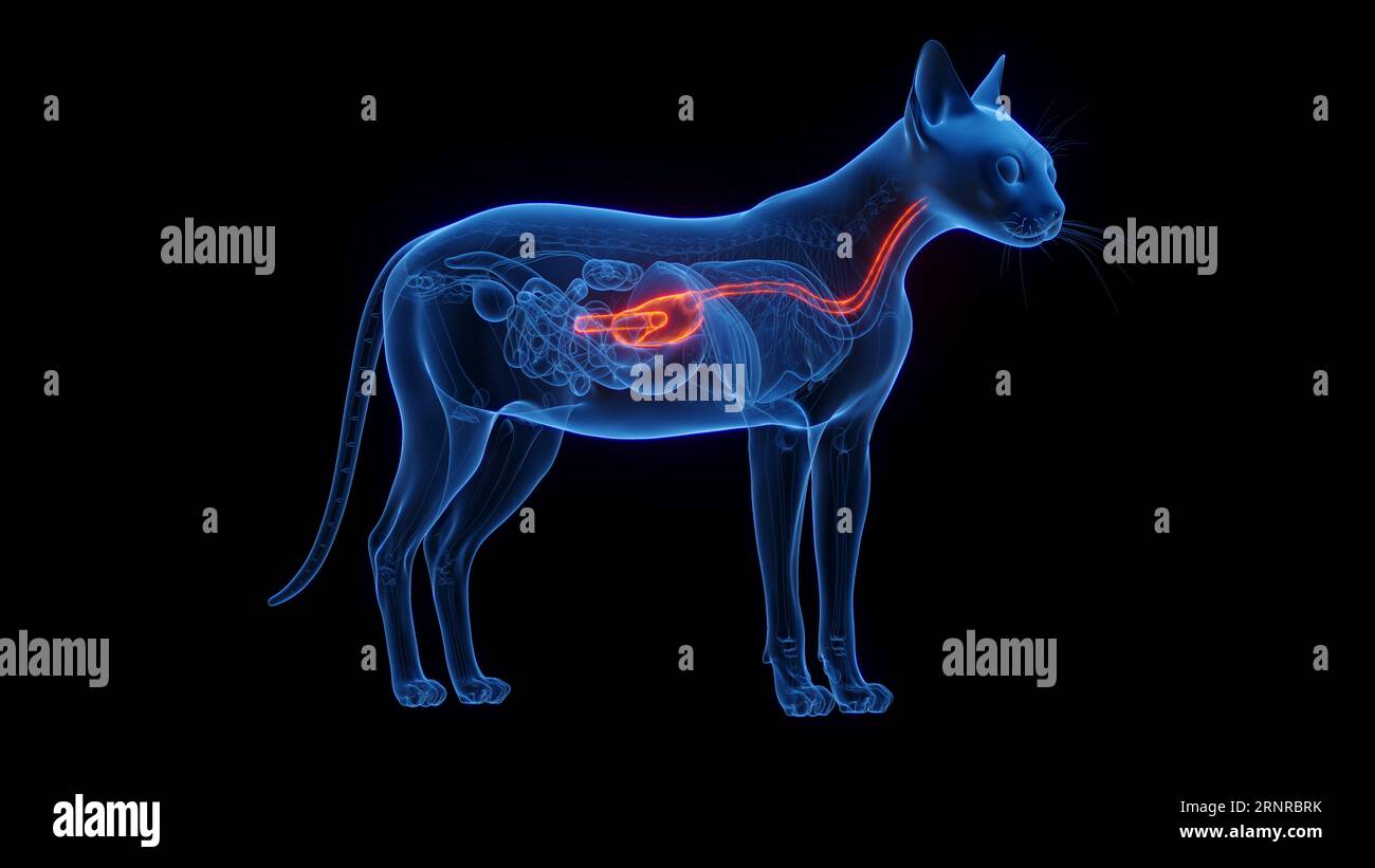 Upper esophageal sphincter hi-res stock photography and images - Alamy