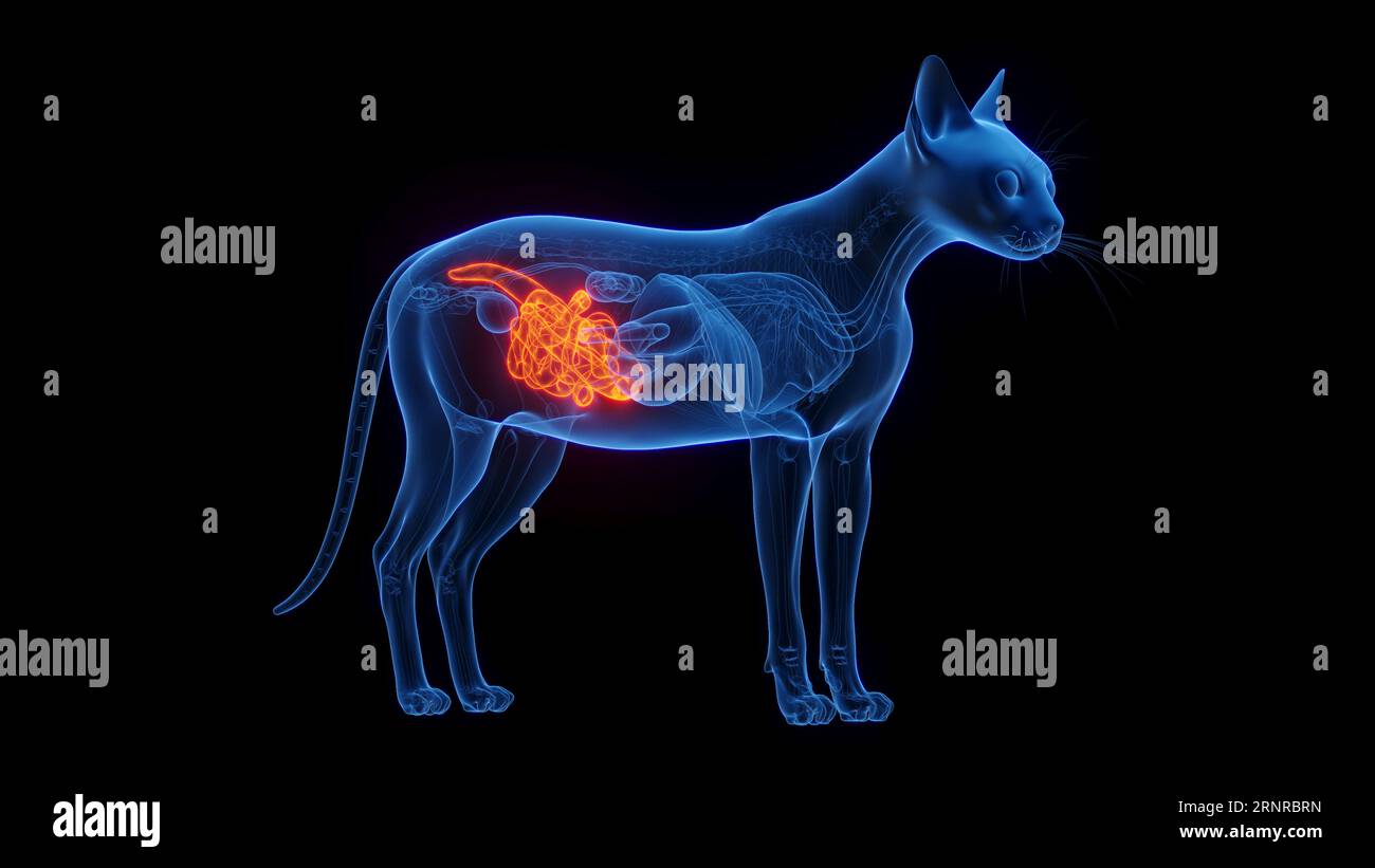 Pancreas Cat Dissection
