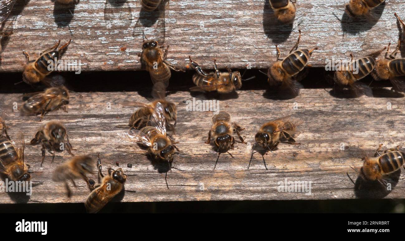 European Honey Bee, apis mellifera, Black Bees at the Entrance of the ...