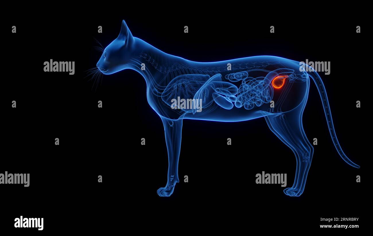 Cat's urinary bladder, illustration Stock Photo - Alamy