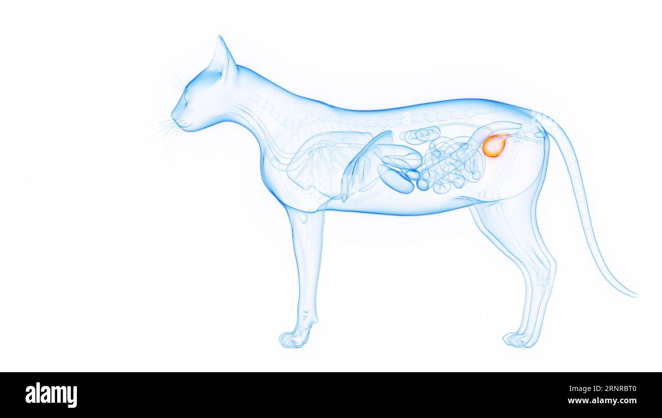 Cat's urinary bladder, illustration Stock Photo - Alamy