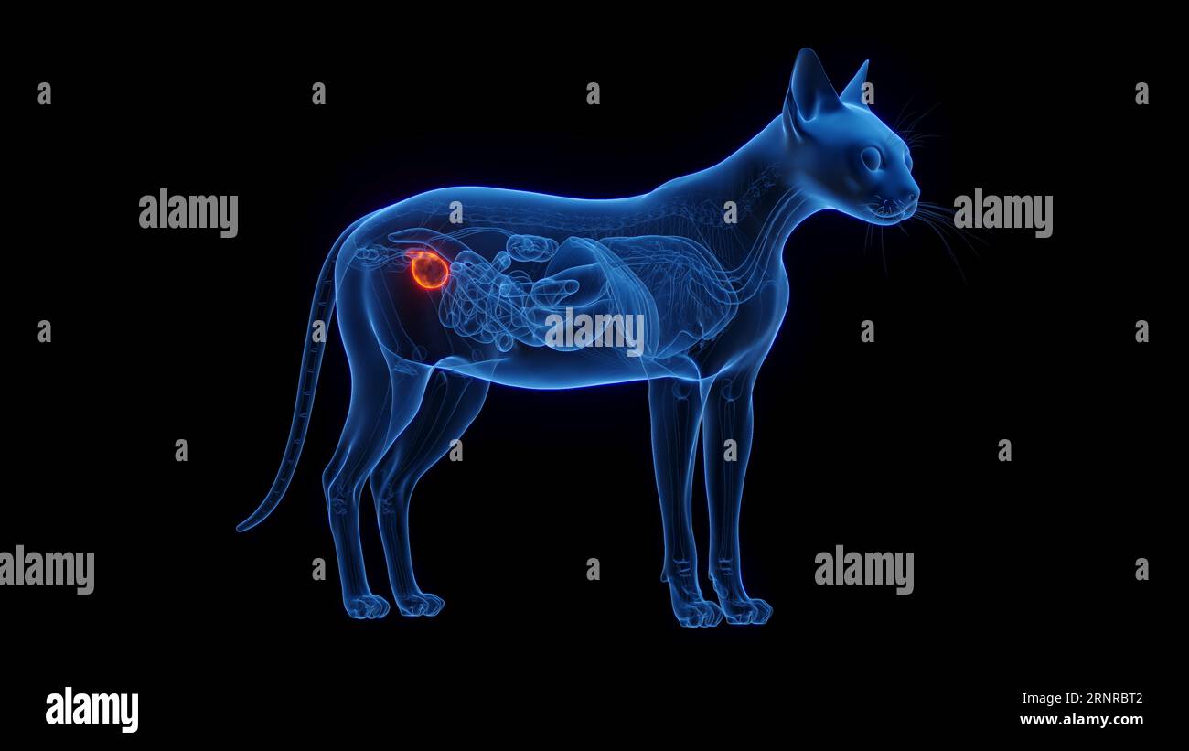 Cat's urinary bladder, illustration Stock Photo - Alamy