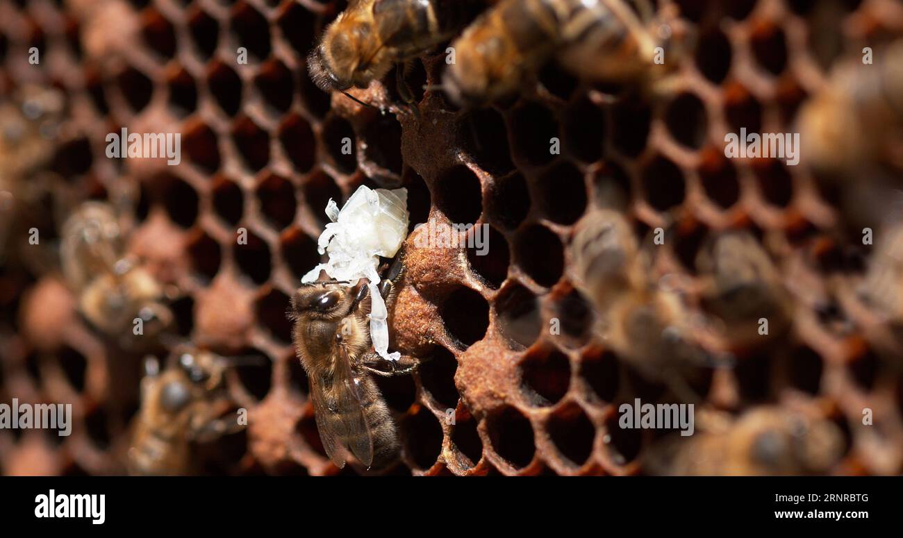 European Honey Bee, apis mellifera, Bees standing at the Entrance of ...