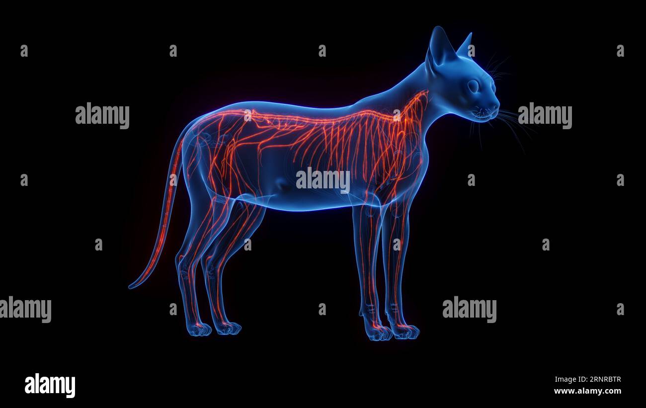 Cat's nervous system, illustration Stock Photo - Alamy