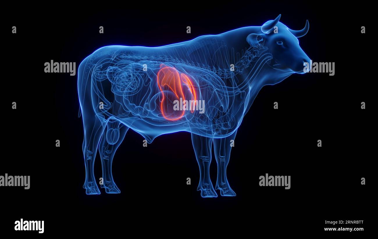Cow's liver, illustration Stock Photo - Alamy
