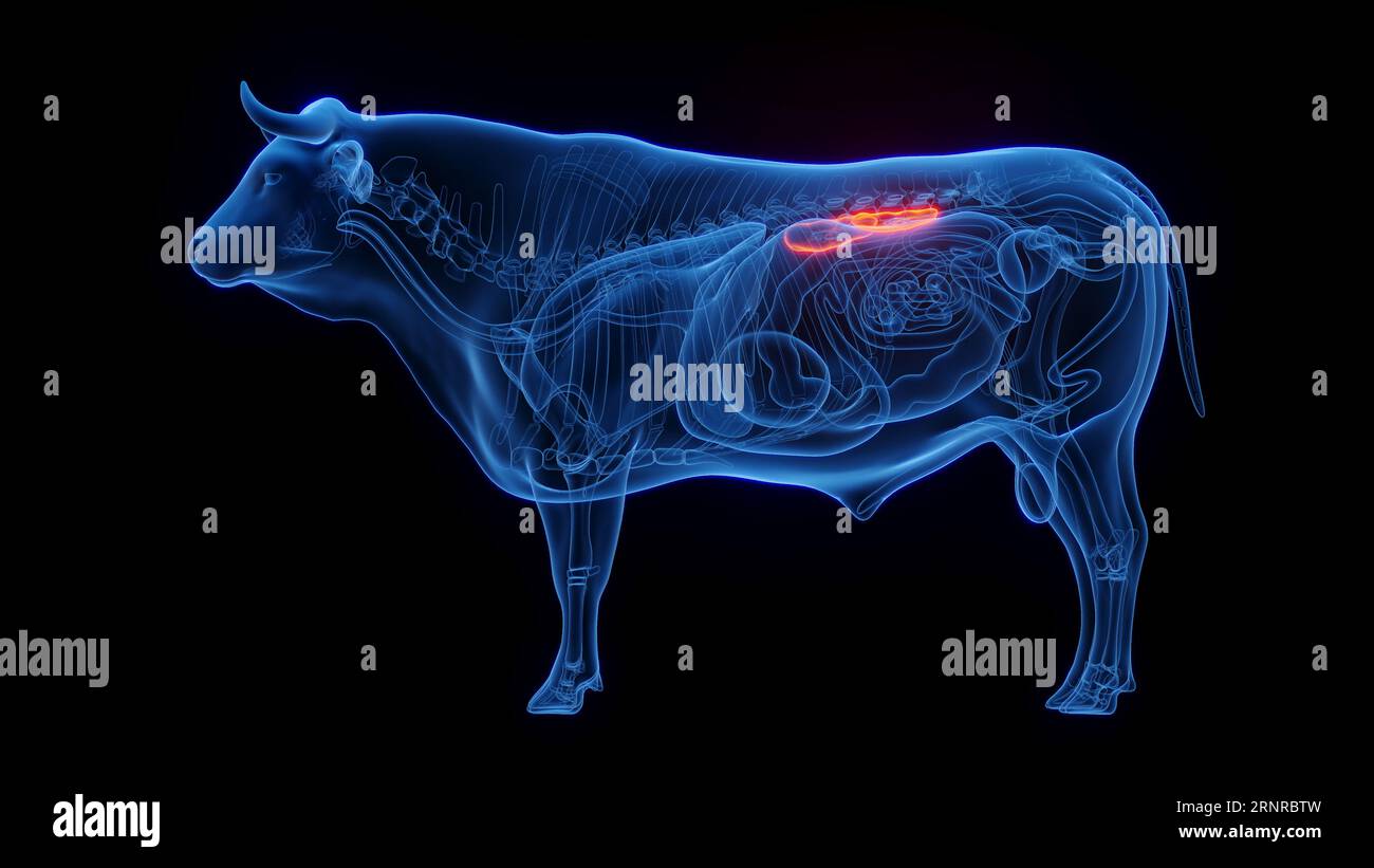 Cow's kidneys, illustration Stock Photo - Alamy