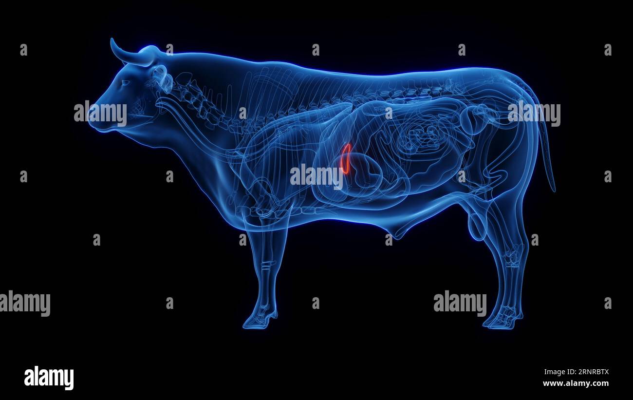 Cow's gallbladder, illustration Stock Photo - Alamy