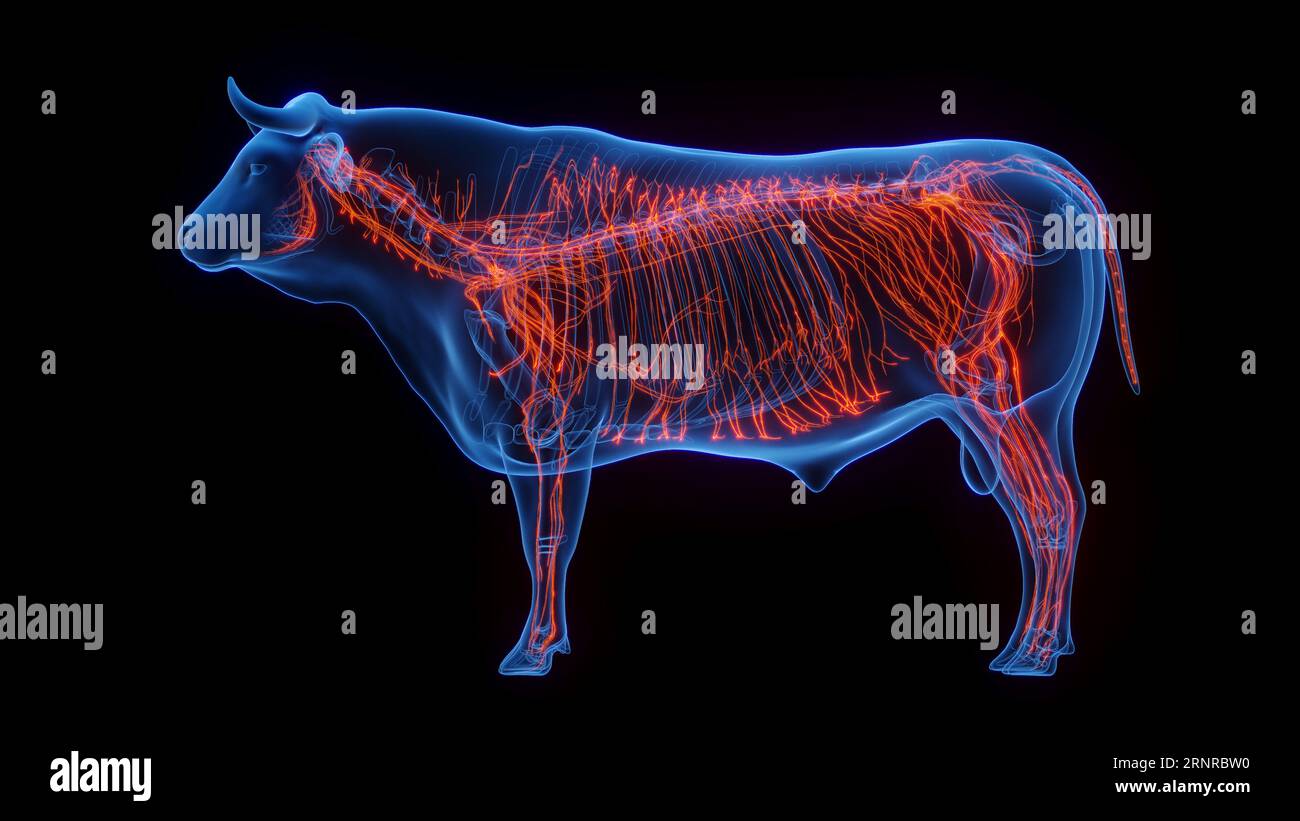 Cow's nervous system, illustration Stock Photo - Alamy