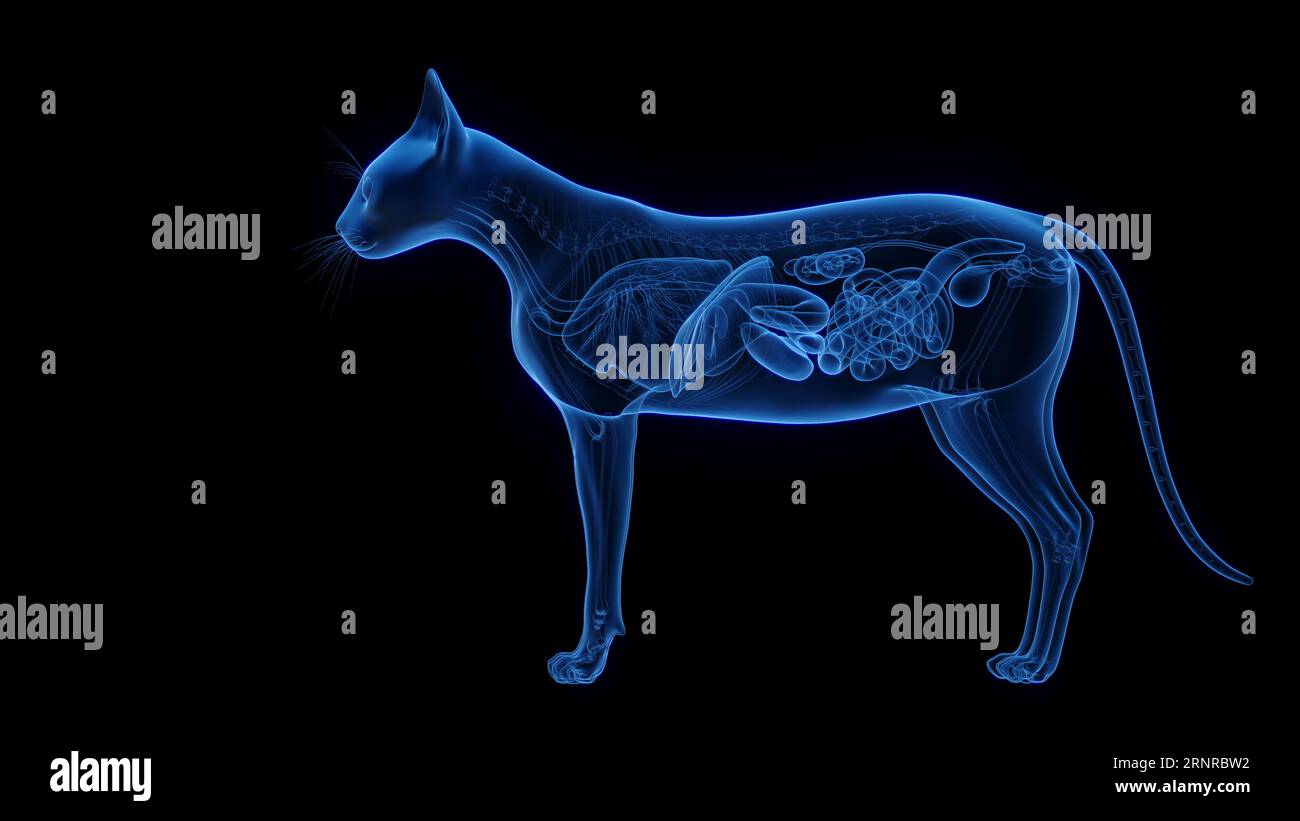 Internal organs of a cat, illustration Stock Photo - Alamy