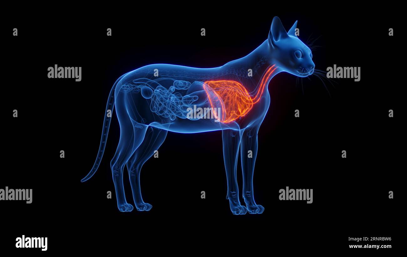 Cat Dissection Gallbladder