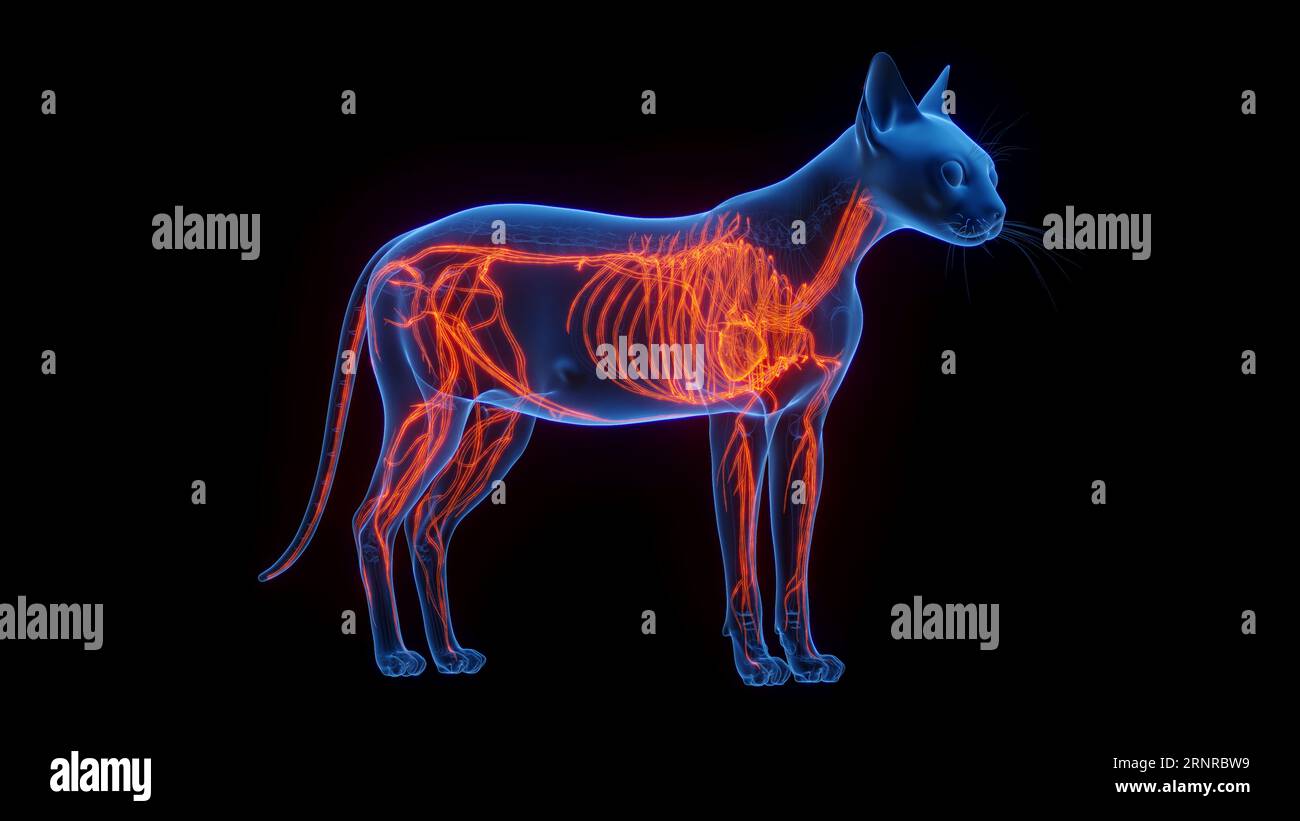 Cat's cardiovascular system, illustration Stock Photo - Alamy