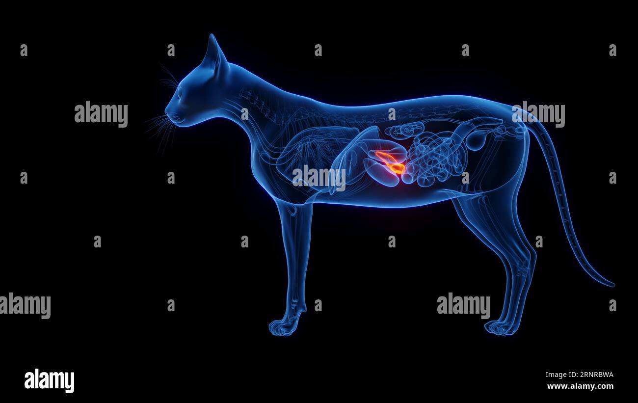 Pancreas of a cat, illustration Stock Photo - Alamy