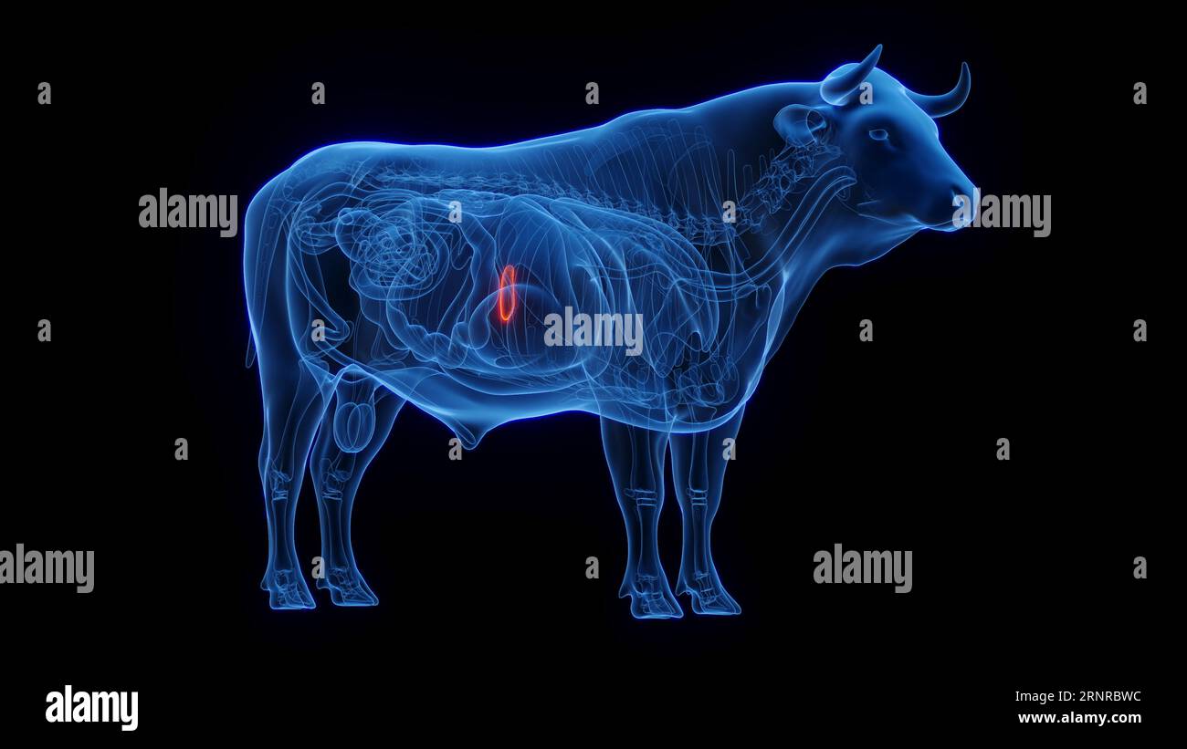 Cow's gallbladder, illustration Stock Photo - Alamy