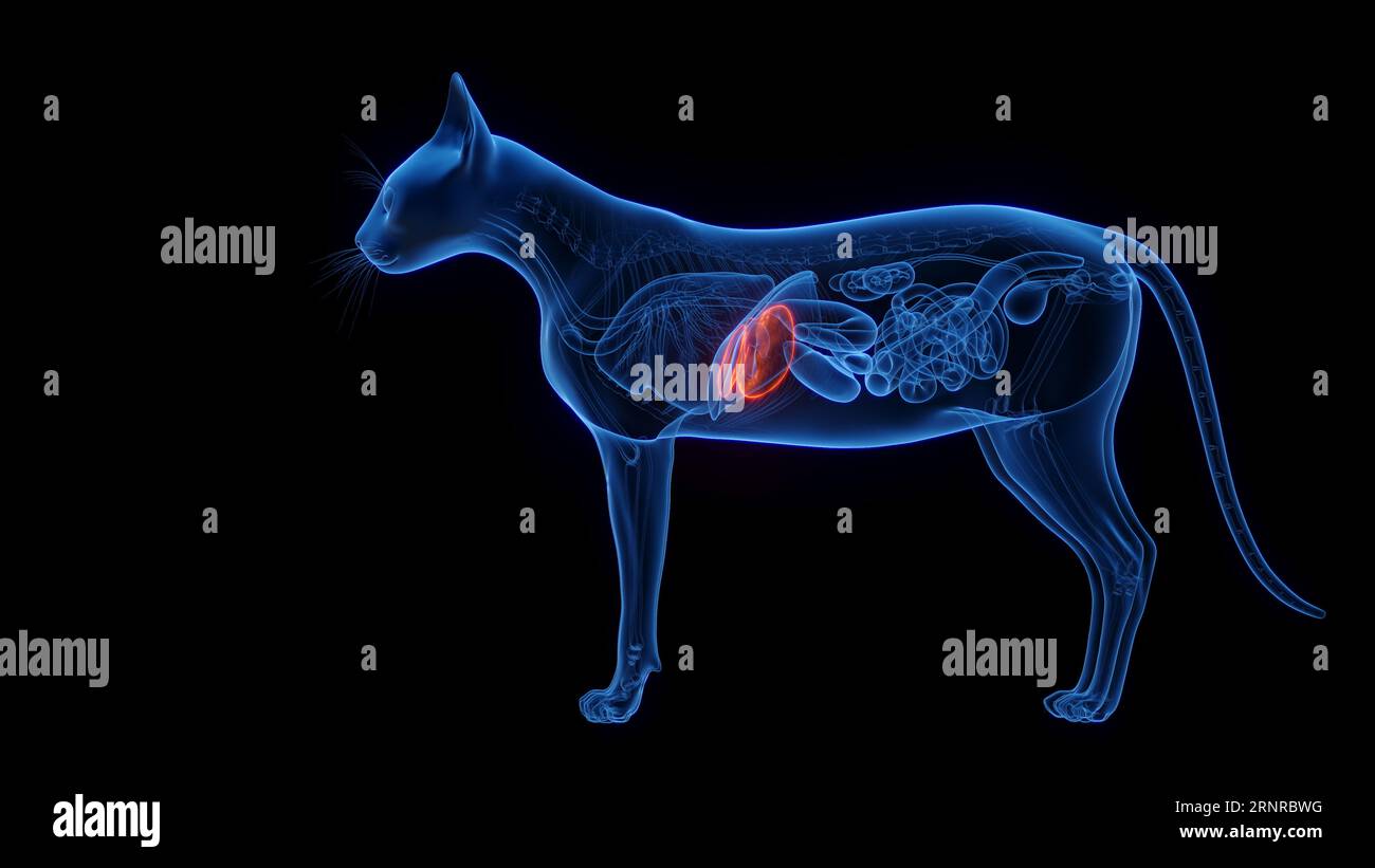 Cat's liver, illustration Stock Photo - Alamy