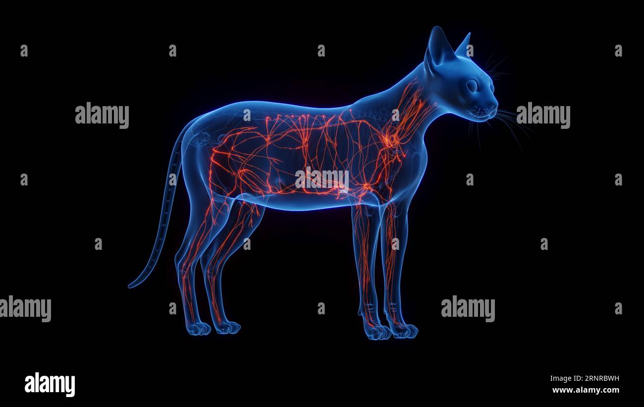 Lymphatic waste hi-res stock photography and images - Alamy