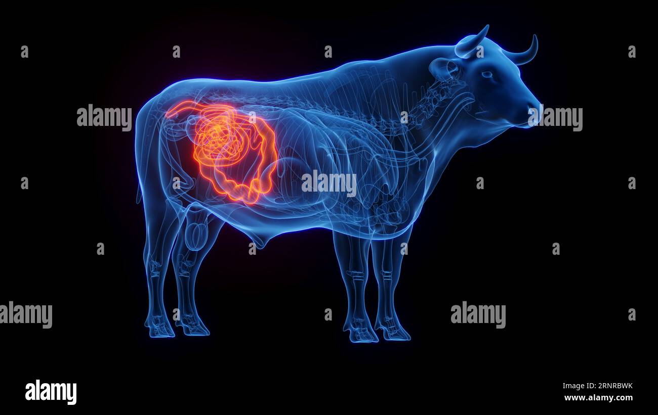 Cow's intestines, illustration Stock Photo - Alamy