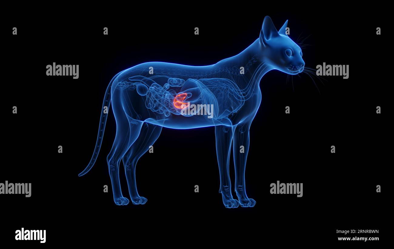 Pancreas of a cat, illustration Stock Photo - Alamy
