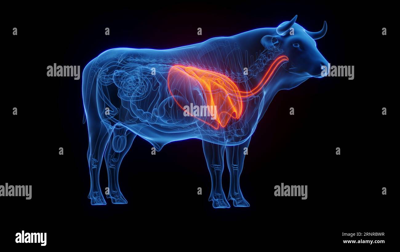 Cow's lungs, illustration Stock Photo - Alamy