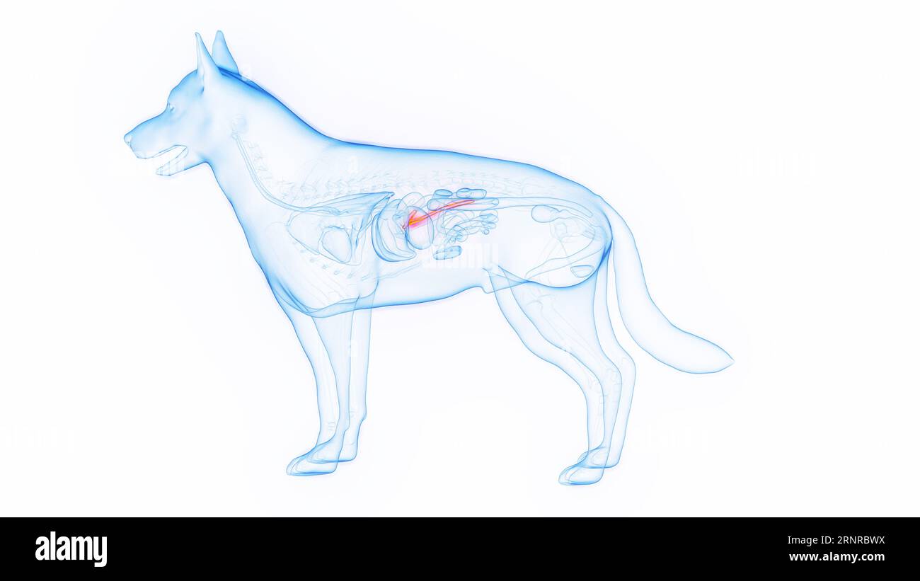Dog pancreas hi-res stock photography and images - Alamy