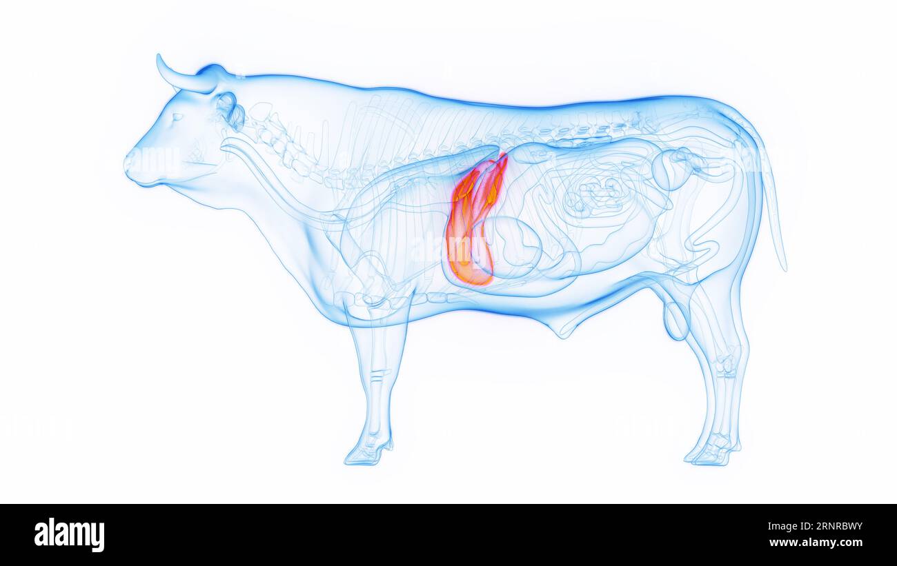 Illustration internal anatomy cow hi-res stock photography and images ...